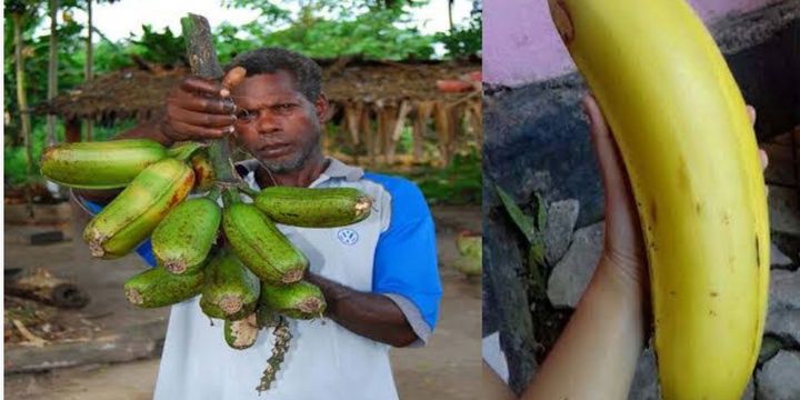 Musa Ingens, Pohon Pisang Tebesar di Dunia Ada di Papua, Tinggi Batang ...
