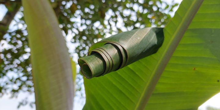 Cara Membasmi Hama Ulat Penggulung Daun pada Tanaman Pisang