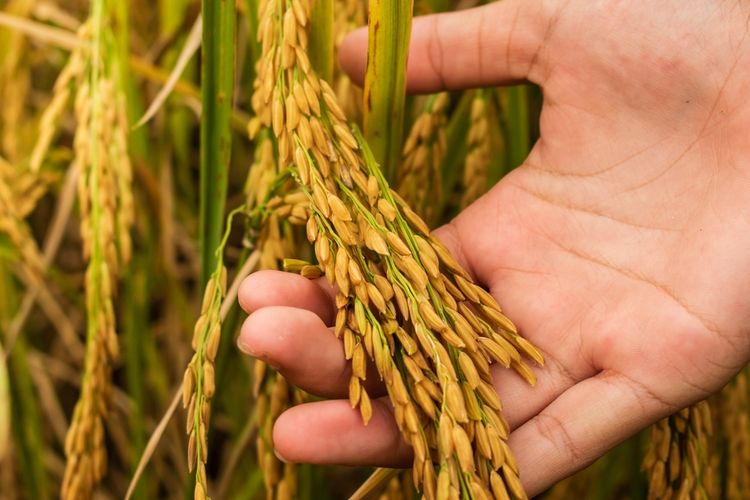 Liputan Khusus Tips dan Trik Budidaya Padi Halaman 1