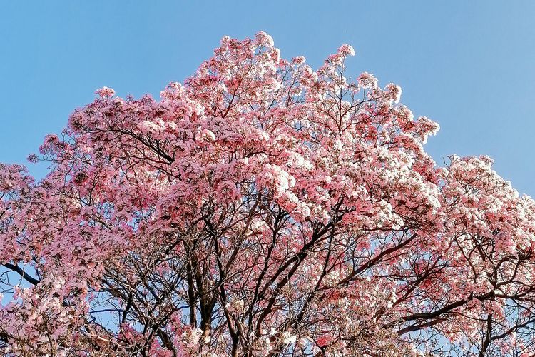 Sakura Mekar Lebih Awal di Kota Dekat Tokyo, Dipicu Cuaca Hangat