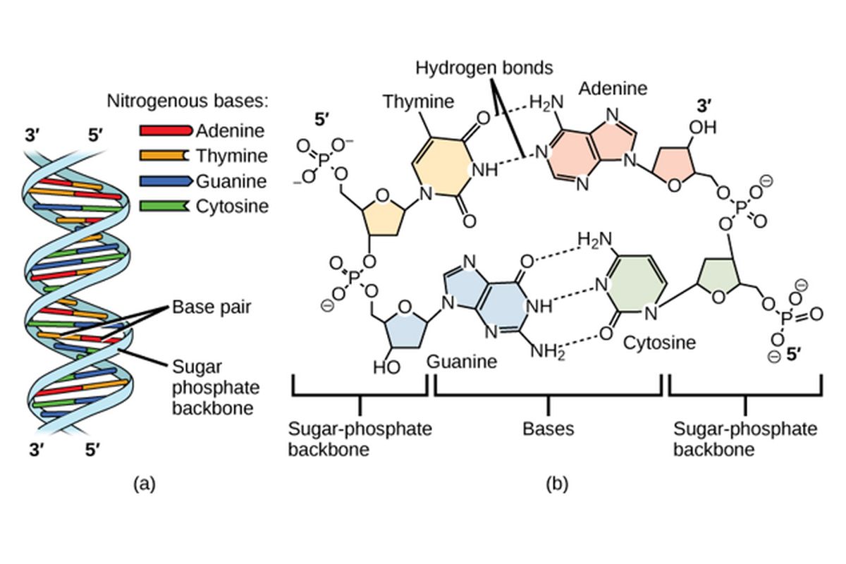Mengenal Susunan Molekul DNA dan Penjelasannya