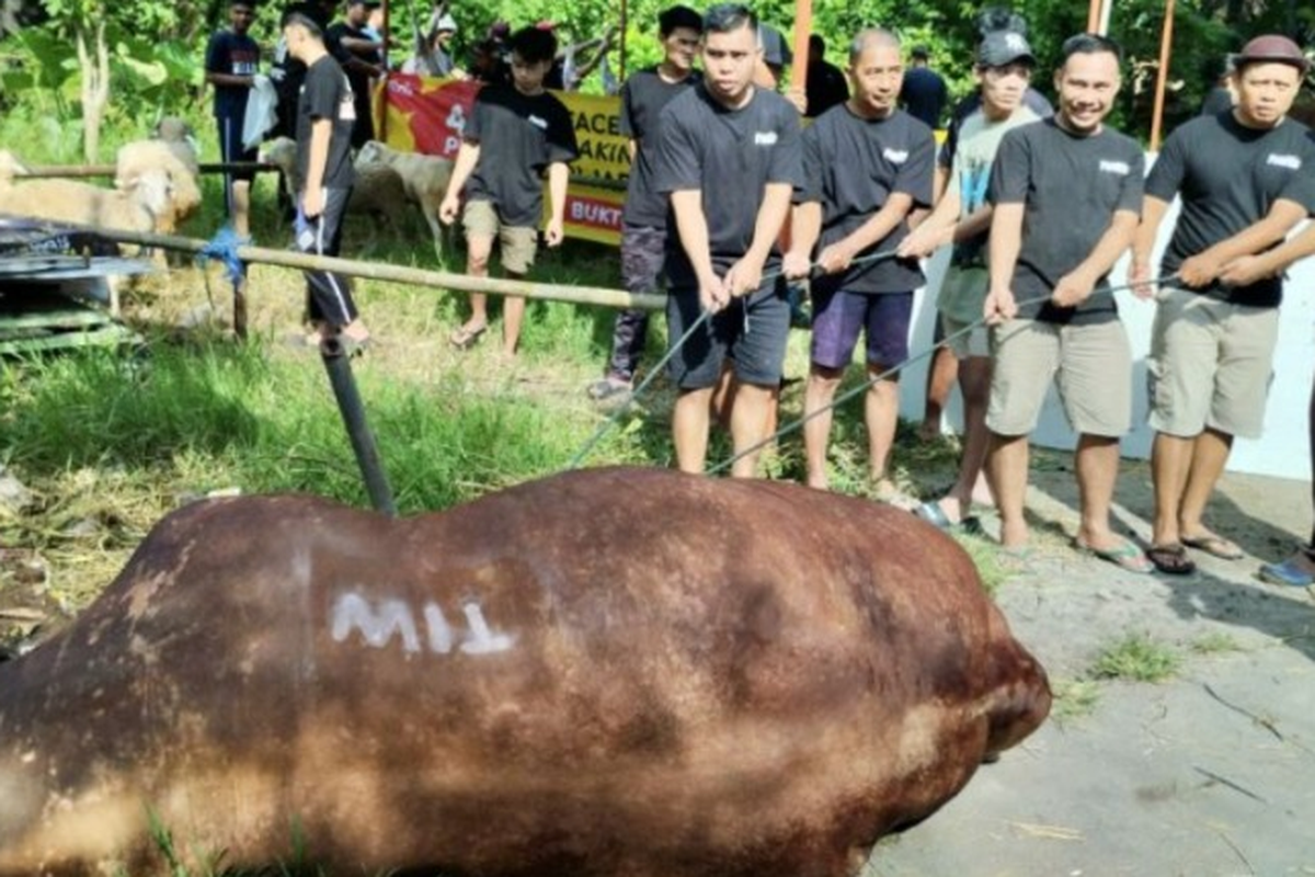 Teka-teki Sosok "TIW" di Balik Sapi Kurban 1,1 Ton untuk Warga Sleman ...