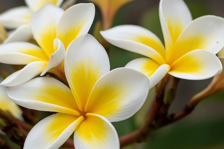 Bukan Mistis, Ini Fakta Menarik Bunga Kamboja yang Sakral dan Kaya Sejarah