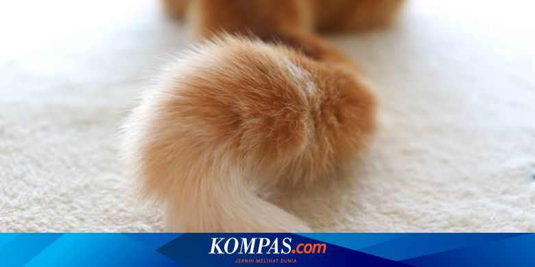Mengapa Manusia Tidak Punya Ekor? Bukan karena Berjalan Tegak