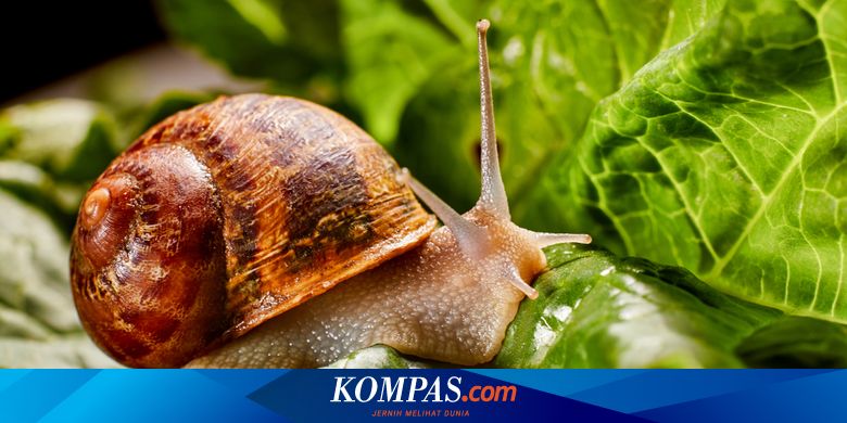 5 Tips Membasmi Hama Siput dari Kebun Sayur