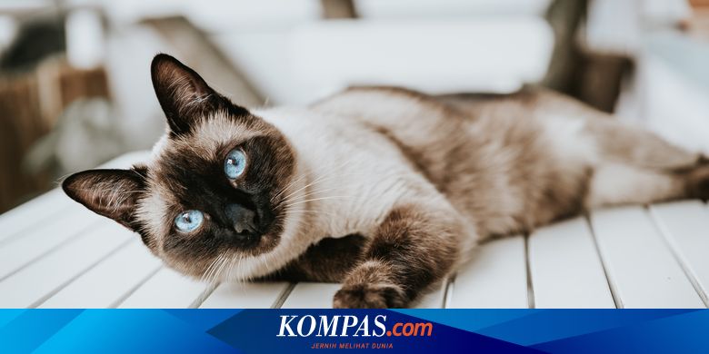 Mengenal Kucing Siamese yang "Bawel" dan Lincah
