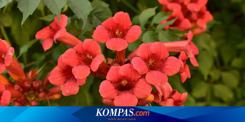 5 Tanaman Hias Rambat untuk Mempercantik Pagar Rumah