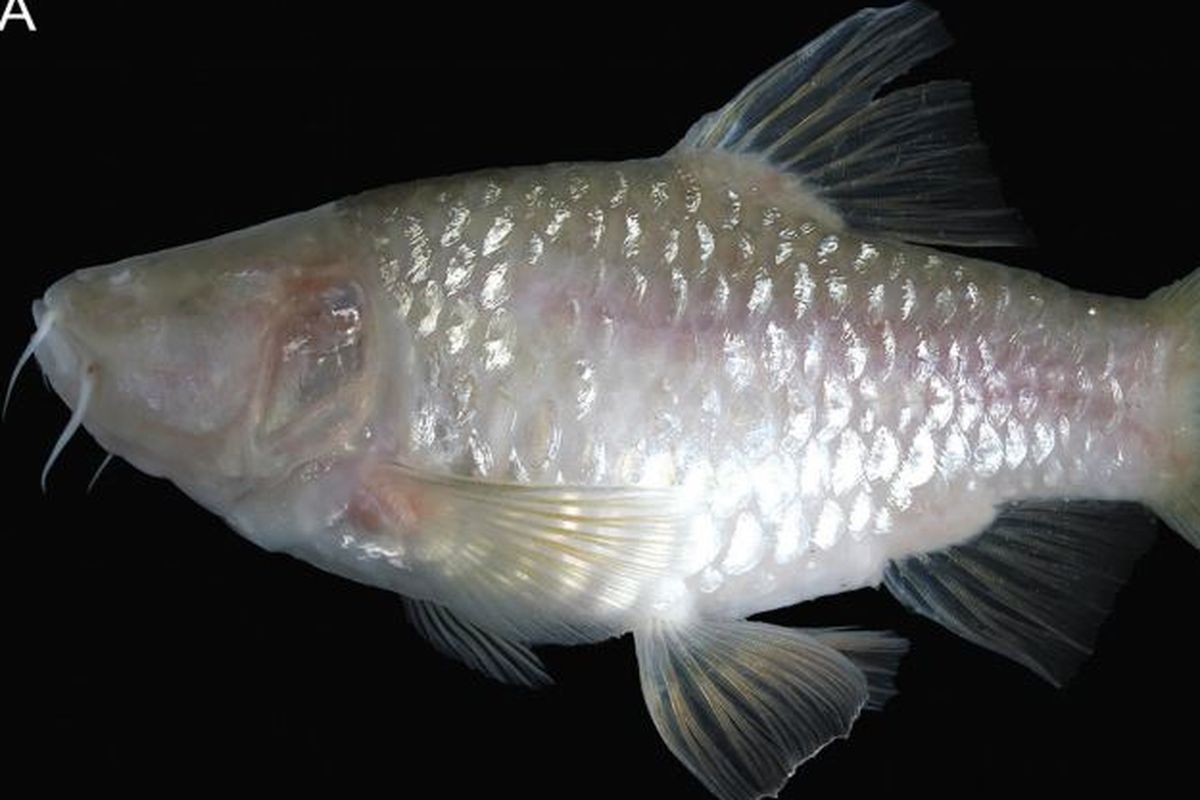 Mengapa Spesies Ikan Baru di Gua Cisodong Tak Punya Mata?