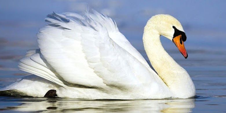 Berikut Ini adalah 8 Contoh Hewan Ovipar yang Perlu Kamu Ketahui ...