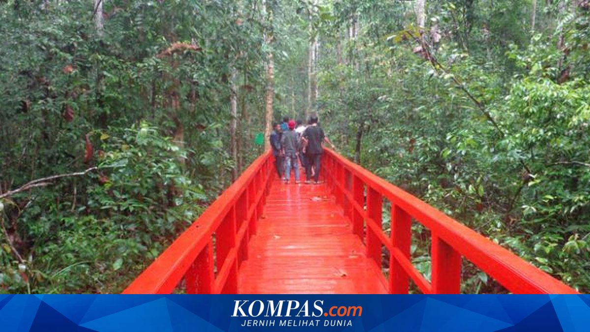 Manisnya Madu dan Harapan dari Hutan Pelawan di Bangka Tengah
