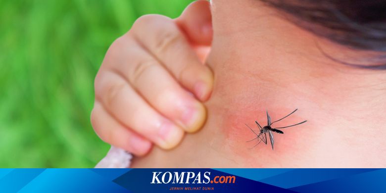 3 Cara Penularan Demam Berdarah (DBD)