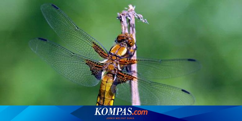 Sayap Capung Menginspirasi Robot Terbang