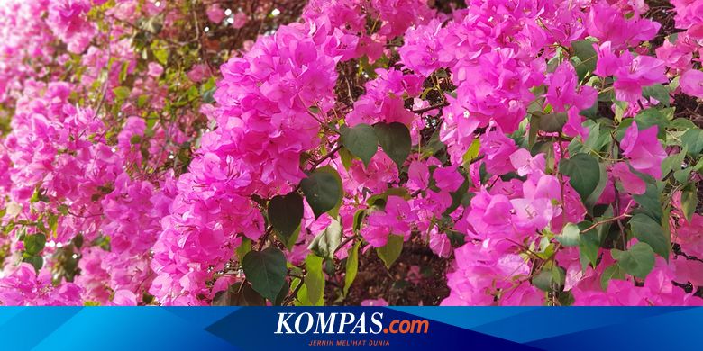 Cara Menanam dan Merawat Bunga Bugenvil