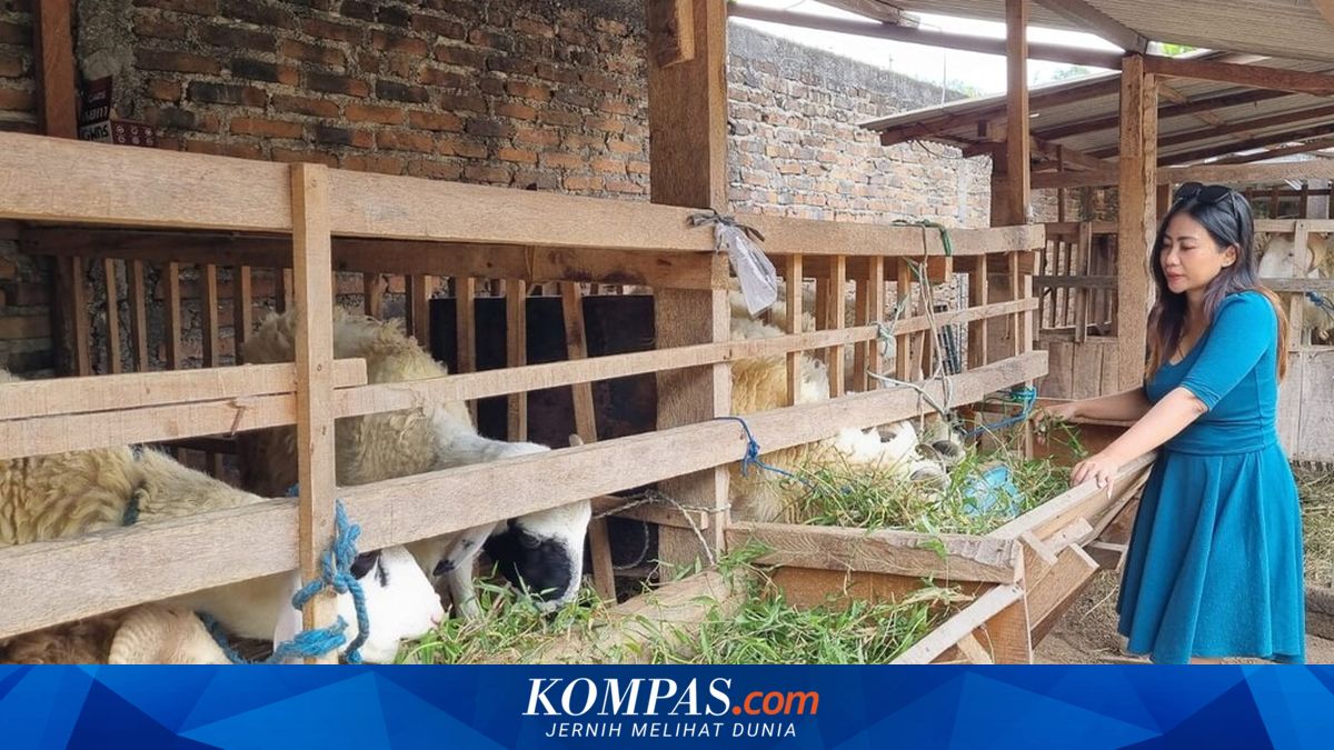 Saat DIY Surplus Sapi dan Kekurangan Hewan Ternak Jenis Domba...