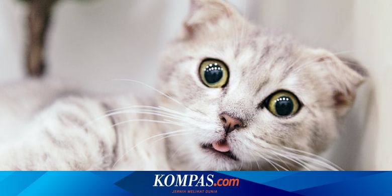 5 Arti Bentuk dan Gerakan Mata Kucing yang Perlu Diketahui