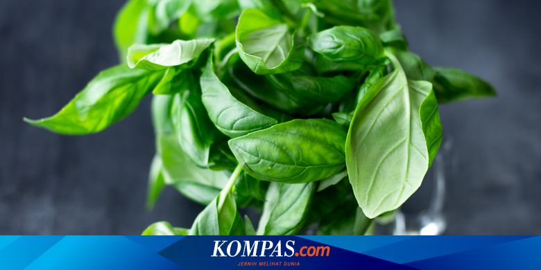 Tips Mudah Memanen Basil tanpa Membuat Tanaman Mati