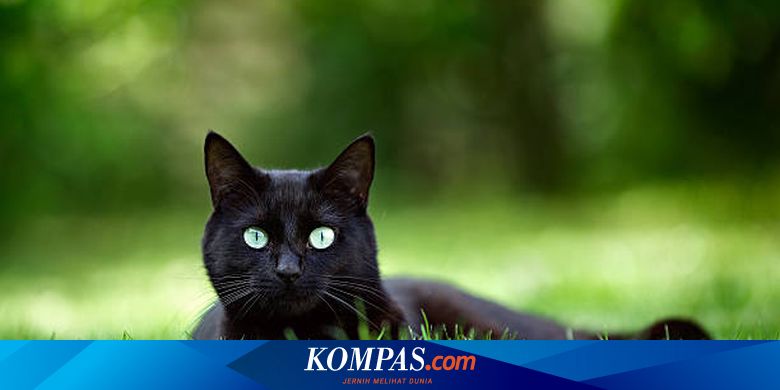 11 Ras Kucing Hitam yang Karismatik dan Penyayang