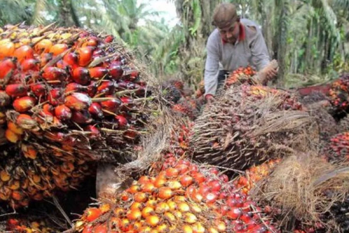 Permintaan dari India-China Turun, Harga Referensi Minyak Sawit Melemah