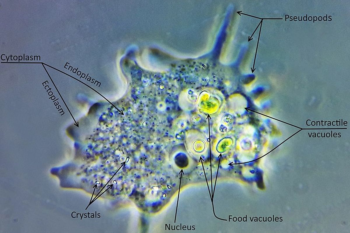 Rhizopoda Pengertian Alat Gerak Reproduksi Dan Contohnya