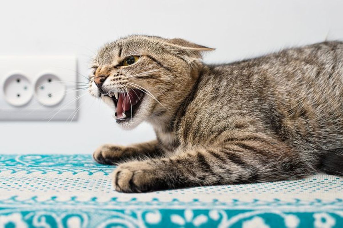 Sempat Digigit Kucing, Perempuan di Jembrana Meninggal Suspek Rabies
