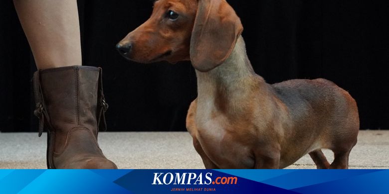 The Psychic Sausage, Anjing Peramal Euro 2020