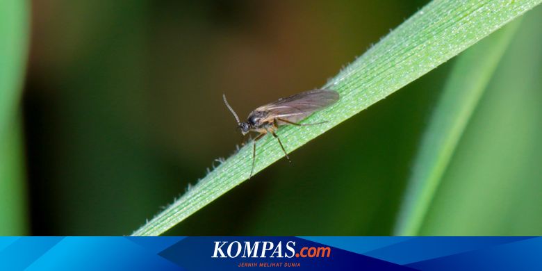 Kenali 5 Jenis Hama yang Paling Umum Menyerang Tanaman