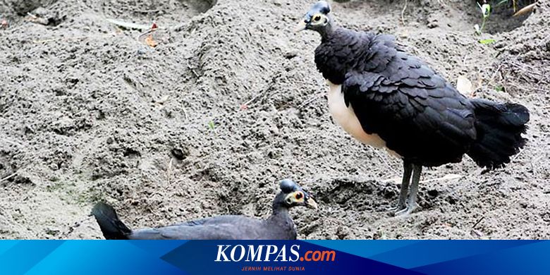 Mengenal Maleo, Burung Khas Sulawesi yang Populasinya Terancam