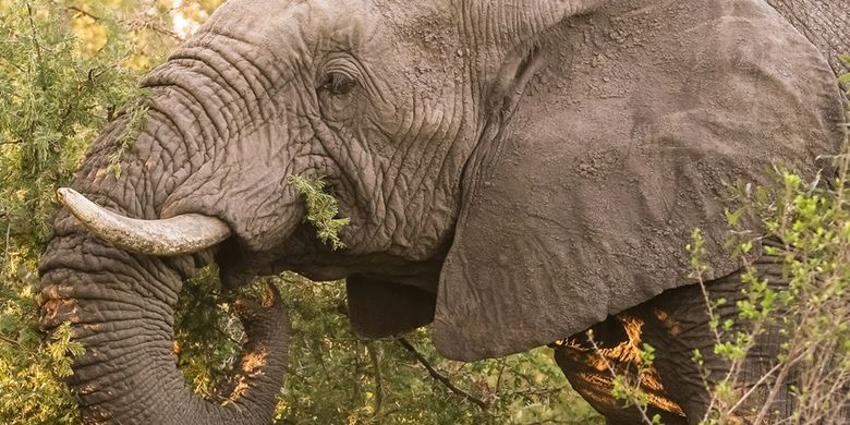 Jenis-Jenis Flora dan Fauna di Indonesia - Kompas.com