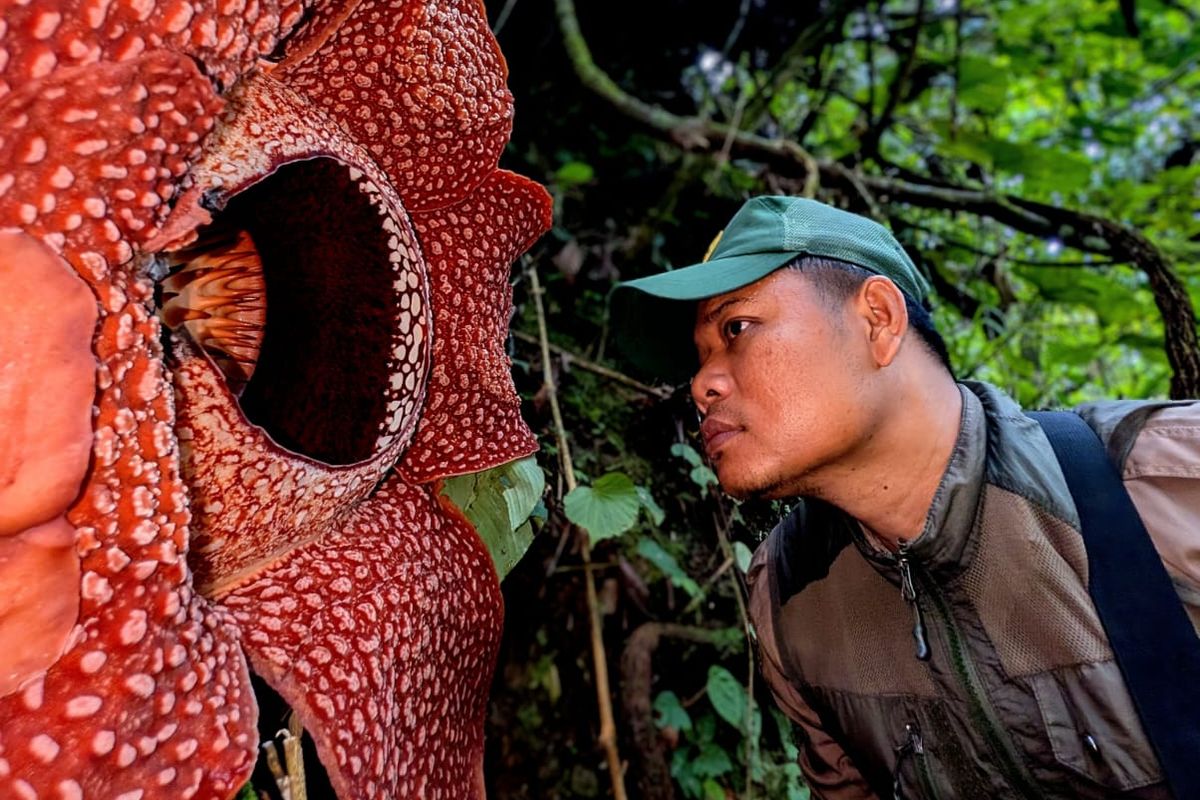 6 Tempat yang Bisa Dikunjungi untuk Lihat Bunga Rafflesia yang Mekar