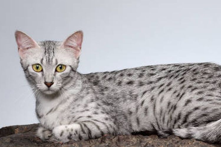 5 Ras Kucing Asal Mesir yang Mendunia dan Punya Harga Mahal