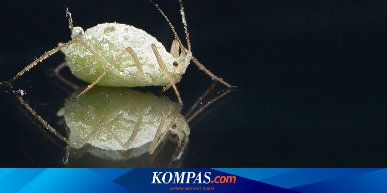 Fakta Tentang Kutu dan Cara Mengatasinya