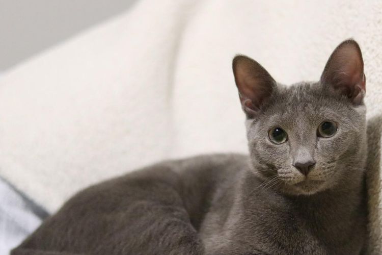 5 Fakta Menarik Kucing Russian Blue, Berbulu Abu-abu dan Mata Hijau