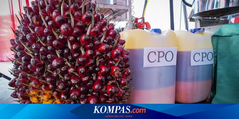 Benarkah Minyak Makan Merah Lebih Sehat Dibanding Minyak Goreng Biasa?