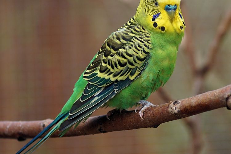 11 Fakta Burung Parkit yang Setia dengan Pasangannya