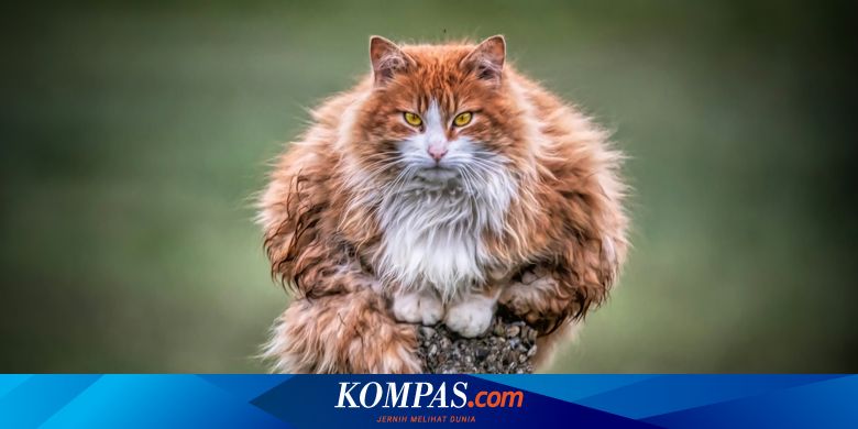 Puluhan Bangkai Kucing Pernah Disimpan di Freezer, Pelaku Pecinta Kucing