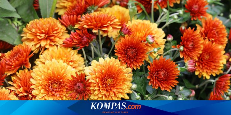12 Bunga Berdasarkan Bulan Kelahiran, Mana Bunga Kamu?