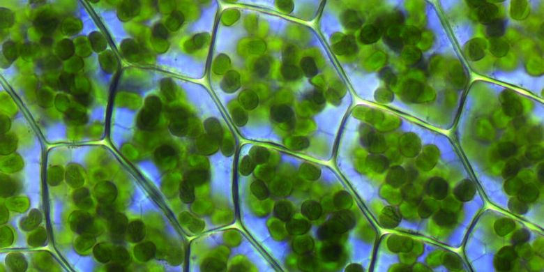 Klorofil: Pengertian, Struktur, dan Tumbuhan yang Menghasilkannya