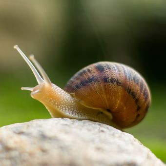 5 Cara Menyingkirkan Siput dari Kebun
