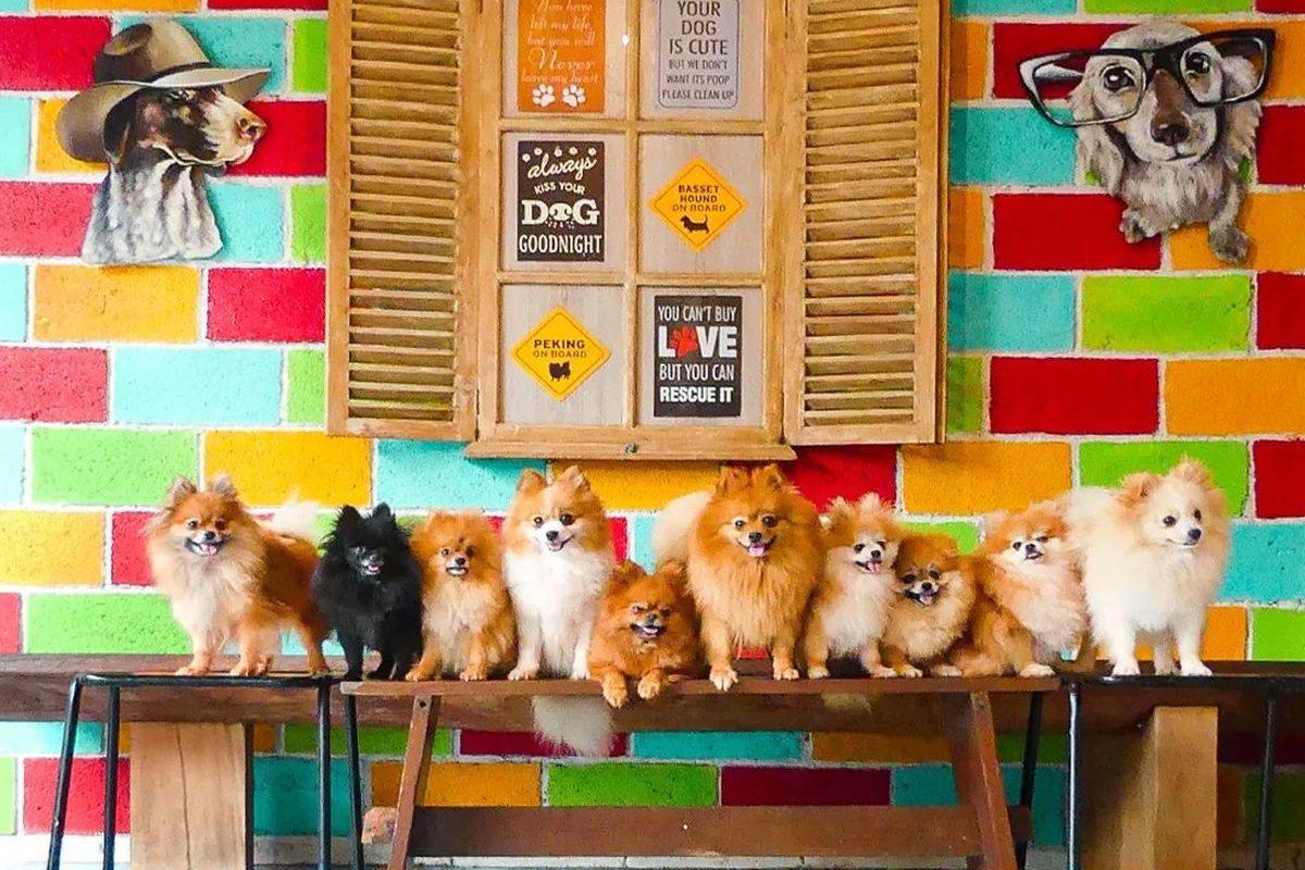 Rumah Guguk Bandung, Surganya Penggemar Anjing