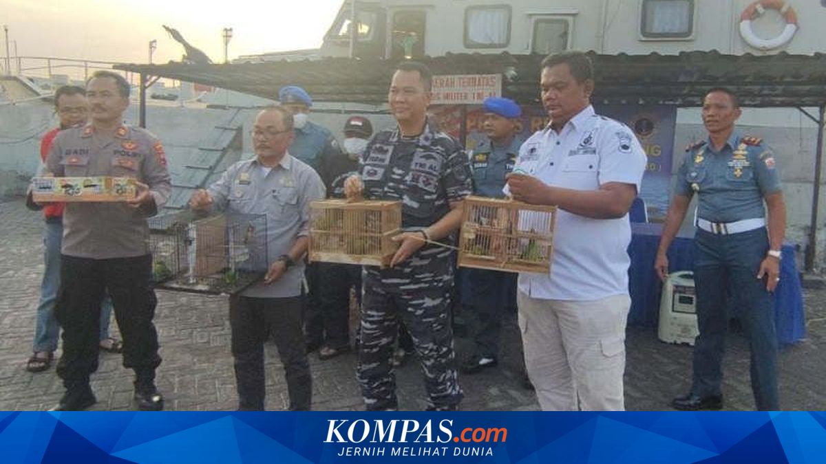 Selundupkan 50 Burung Cucak Ijo dan Kapas Tembak, ABK Kapal Bermuatan ...