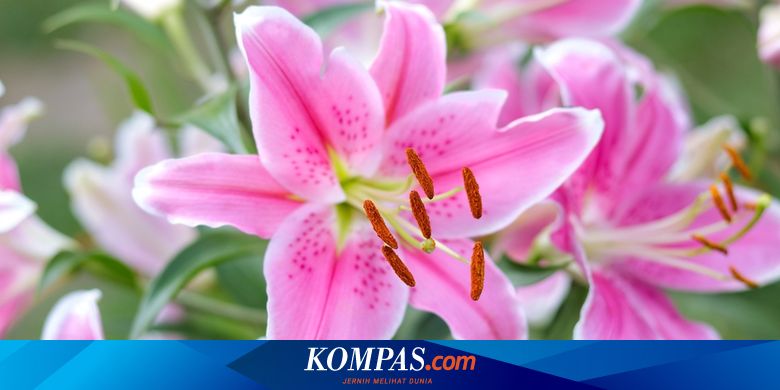 Cara Menanam dan Merawat Bunga Lily di Rumah
