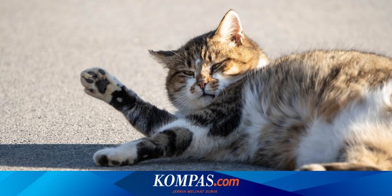 Ragam Hal yang Menandakan Kucing Kelebihan Berat Badan