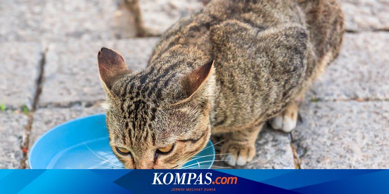5 Cara agar Kucing Mau Minum Lebih Banyak