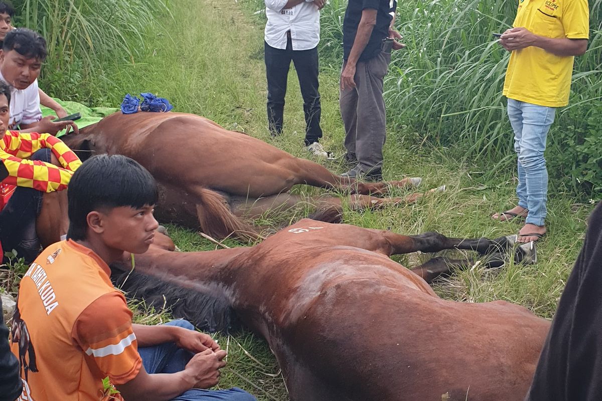 Dua Kuda Tewas karena Tabrakan Saat Pacuan, Joki Selamat