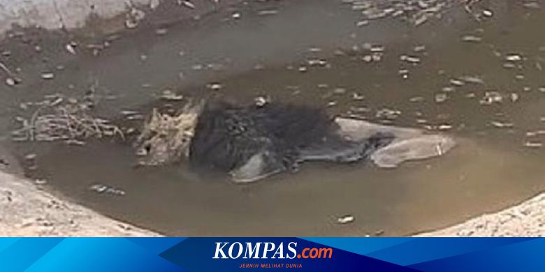 Viral Video Singa Mati Mengapung, Kebun Binatang China: Hanya Istirahat