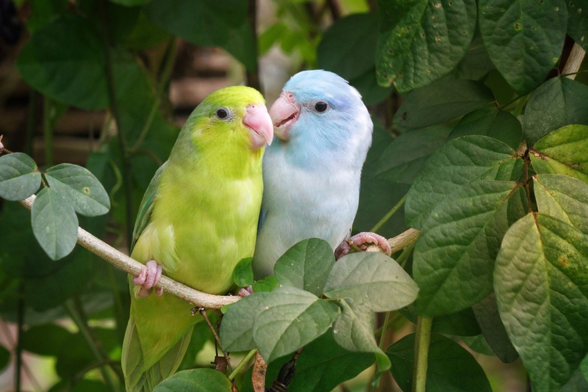 6 Burung Paling Ramah dan Cocok untuk Pemula