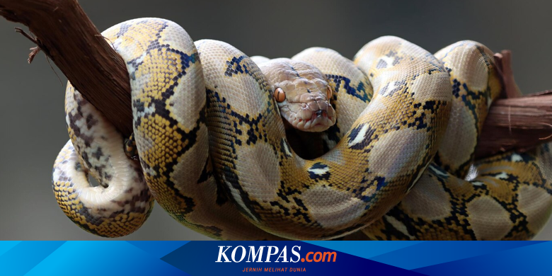Mengenal Ular Piton Si Pembunuh Tanpa Bisa, Ciri Fisik, Habitat dan ...