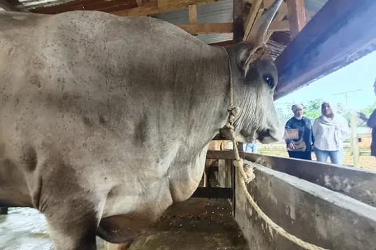 Sapi di Papua Namanya Rambo dengan Berat 973 Kg, Dibeli Presiden ...