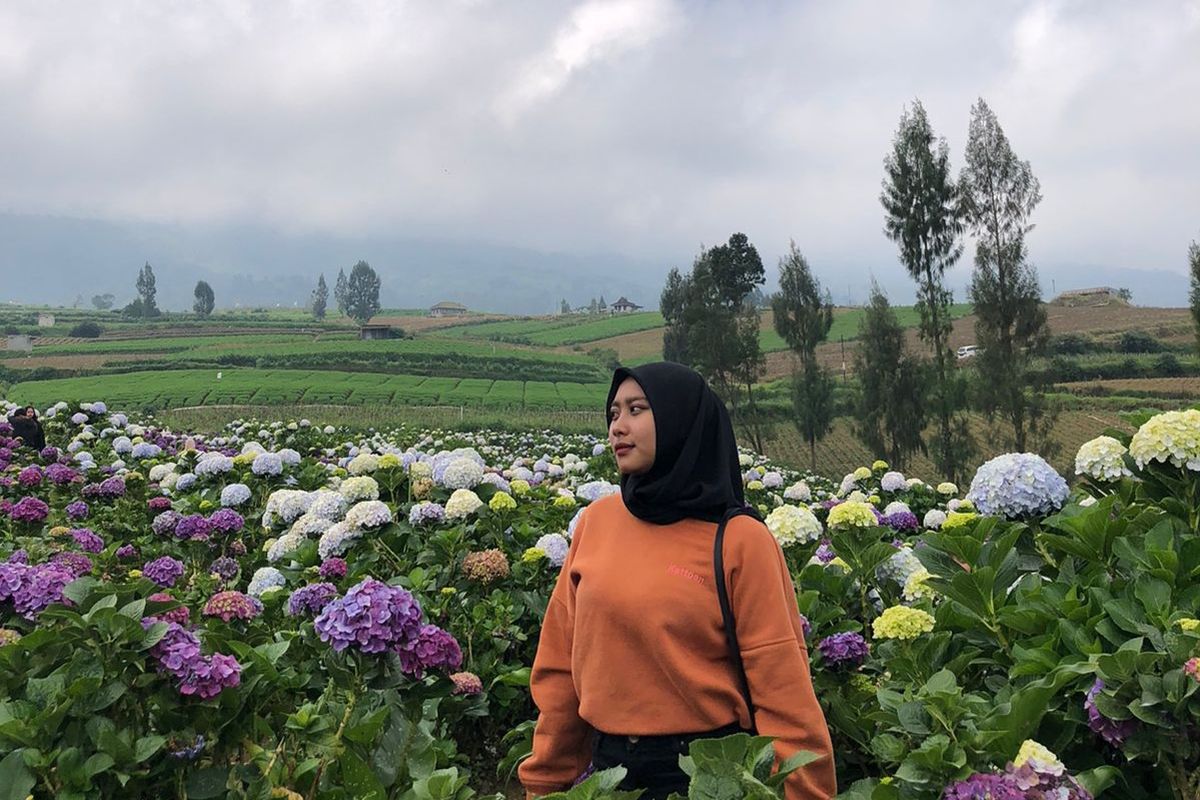 Pesona Hortensia Brakseng, Surga Bunga Viral di Puncak Kota Batu