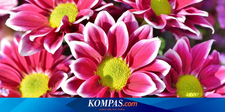 Cara Merawat Bunga Aster agar Tumbuh Subur dan Rajin Berbunga